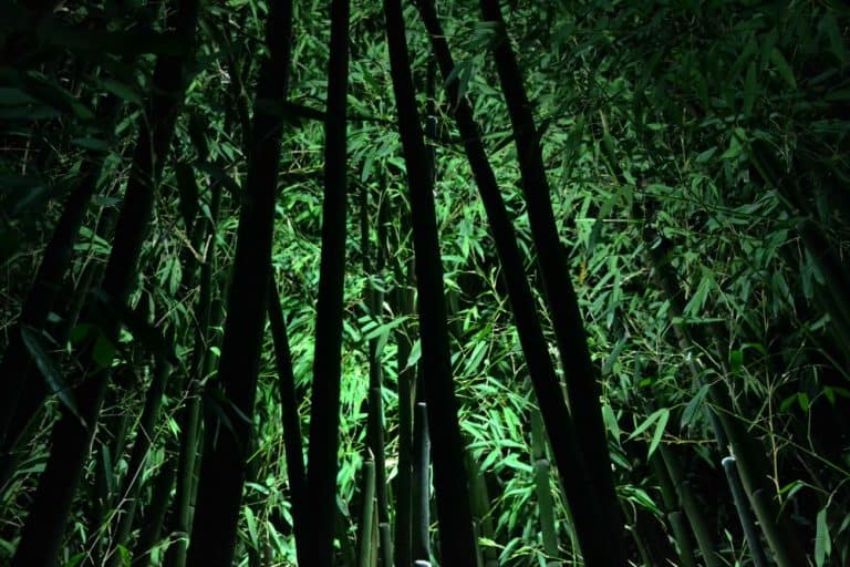 Coleton Aglow - party like it’s Christmas 1929 at Coleton Fishacre ...