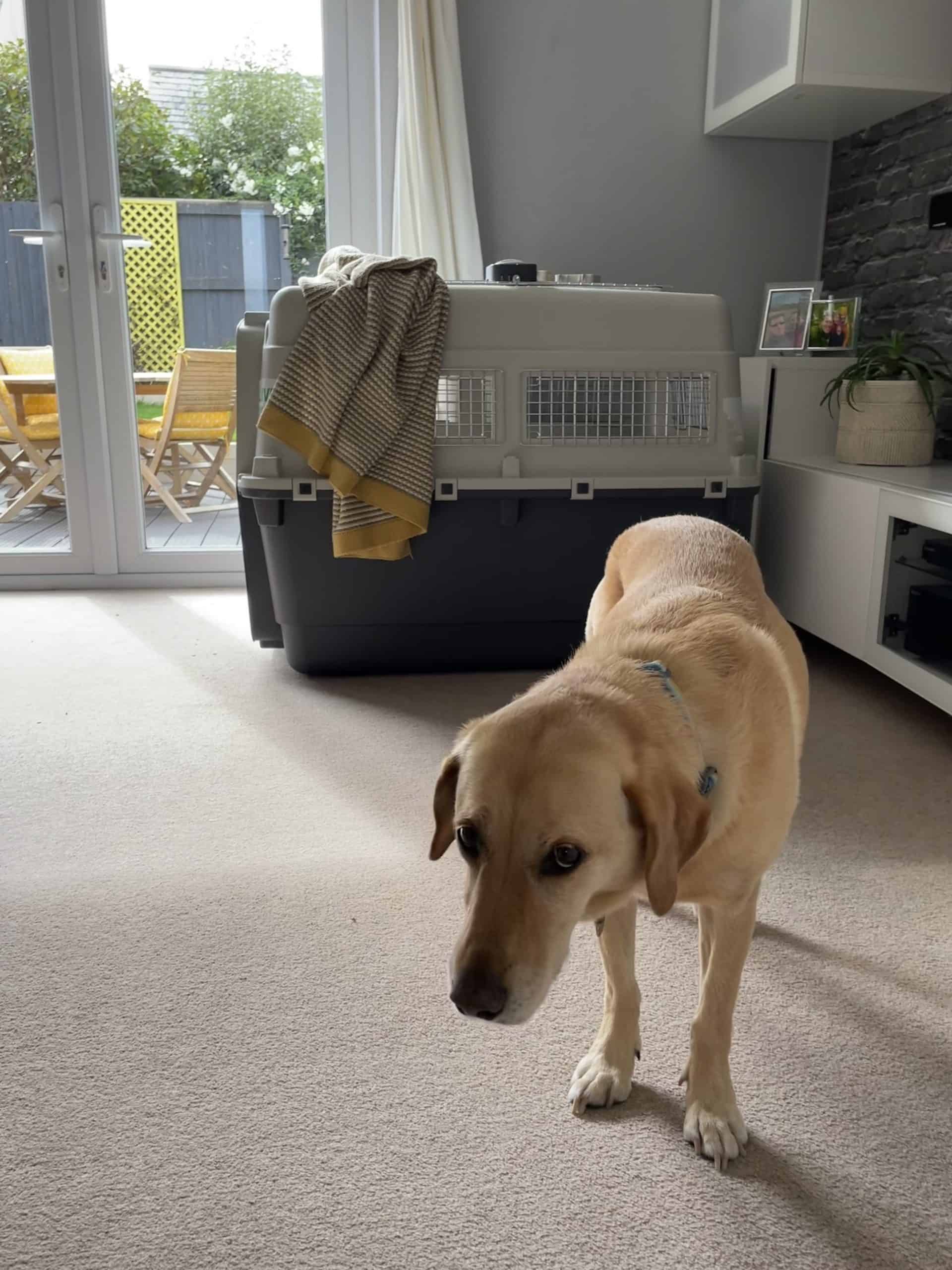 Flying with a dog from the UK - our experience - Tin Box Traveller